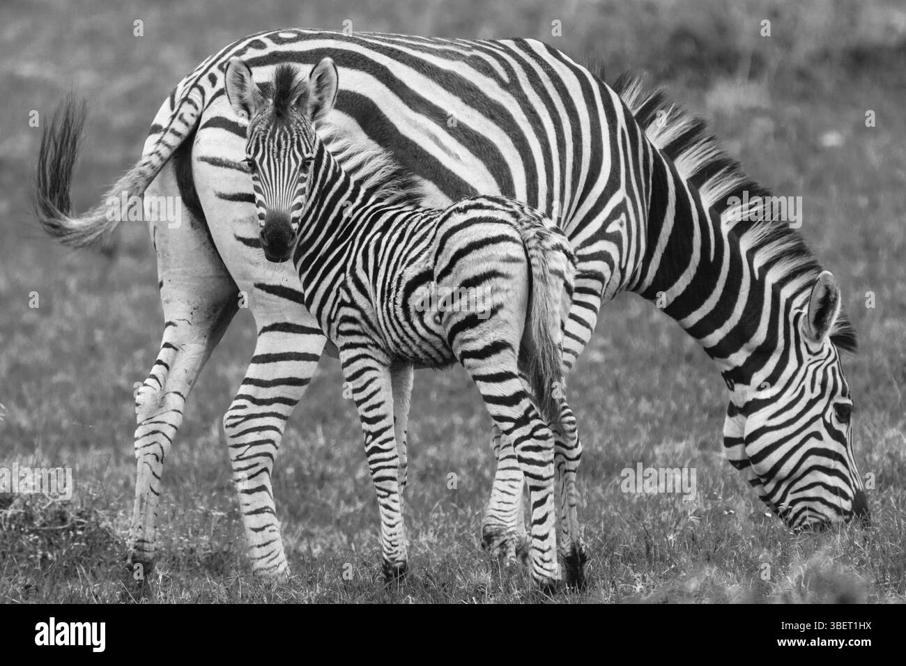 Mammalia family Black and White Stock Photos & Images - Alamy