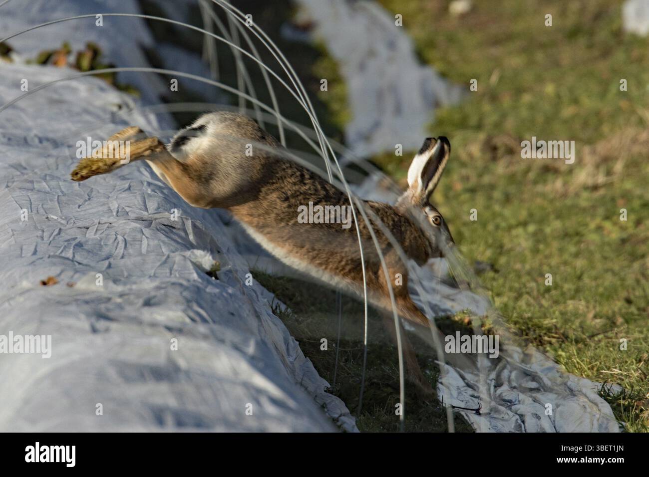 European hare (Lepus europaeus Stock Photo - Alamy