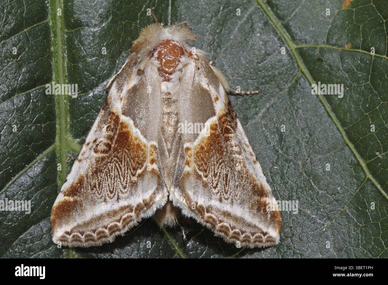 Agate owl moth (Habrosyne pyritoides Stock Photo - Alamy