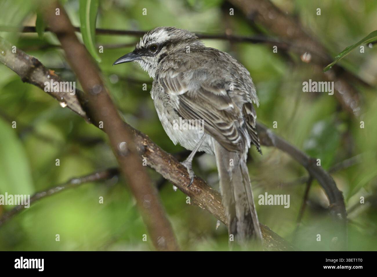 Long-tailed mockingbird (Mimus longicaudatus Stock Photo - Alamy