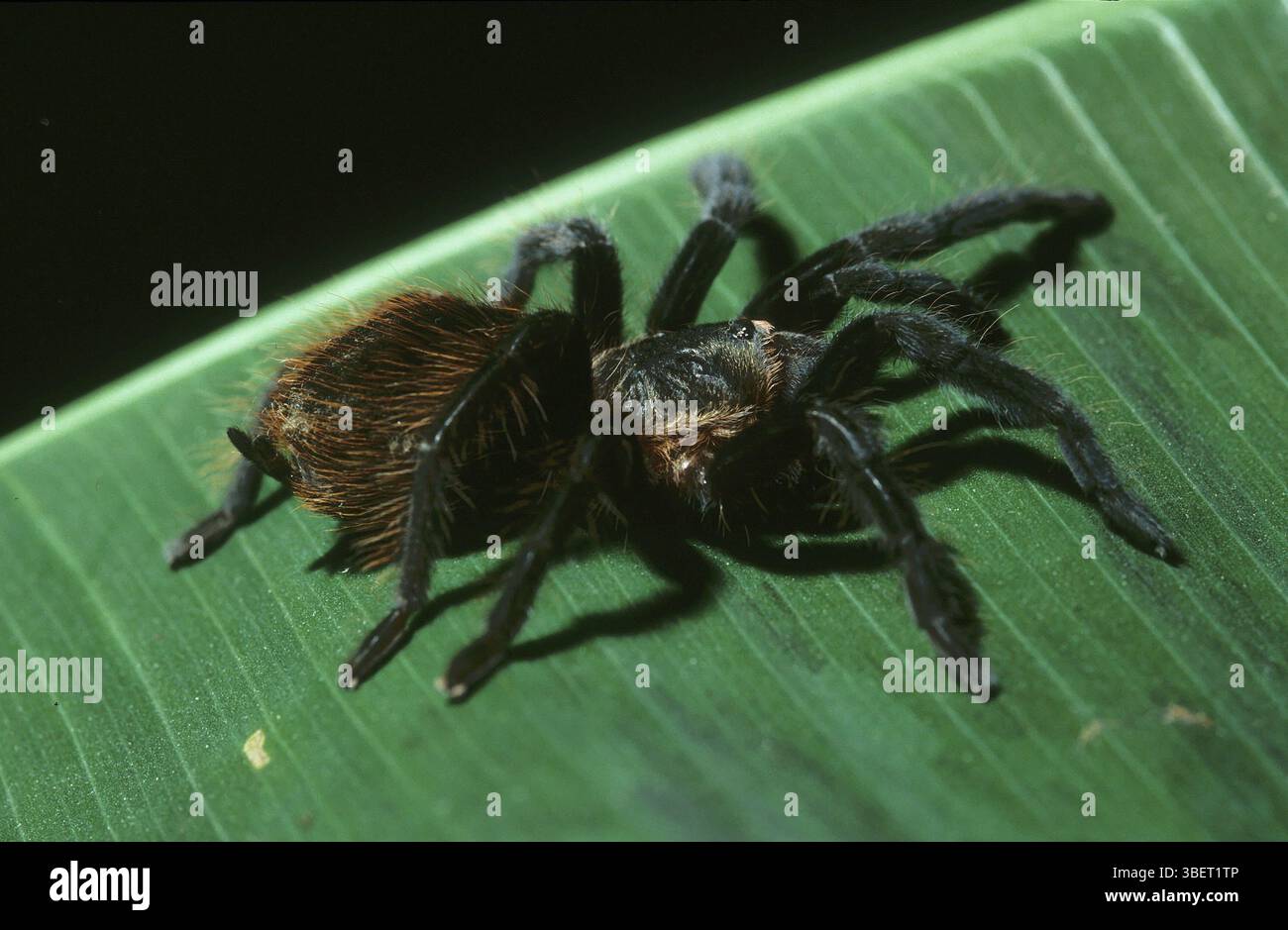 Red and black tarantula (Brachypelma vagans Stock Photo - Alamy