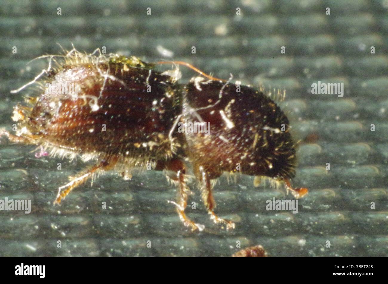 Bark beetle (Xyleborus, Dendroctonus Stock Photo - Alamy