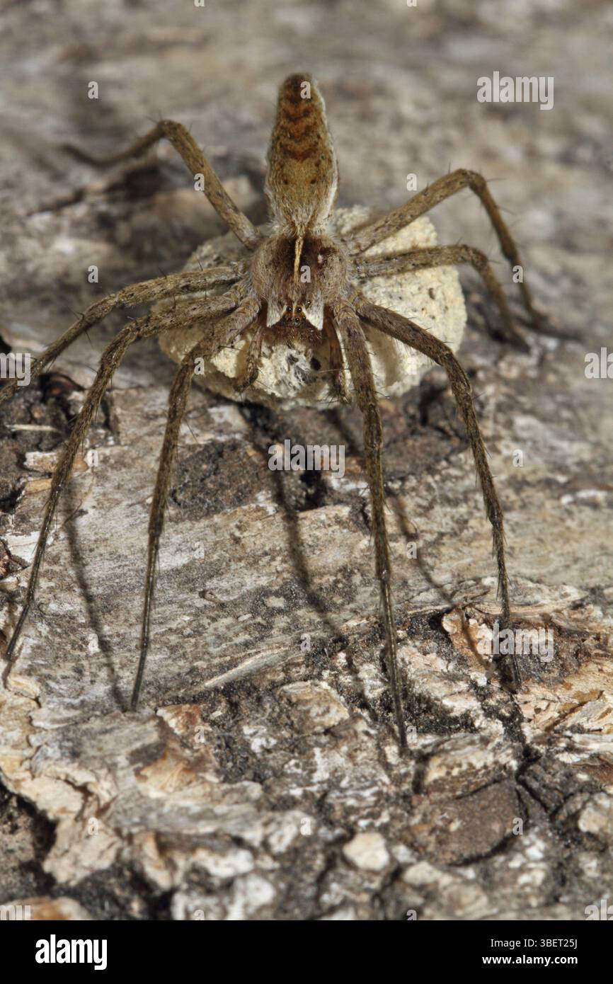 List spider (Pisaura mirabilis Stock Photo - Alamy