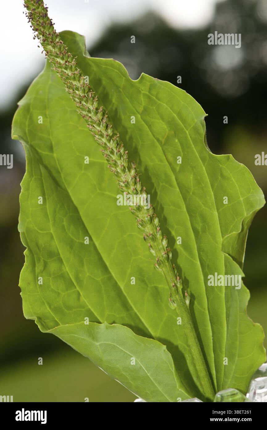 Large plantain (Plantago major Stock Photo - Alamy