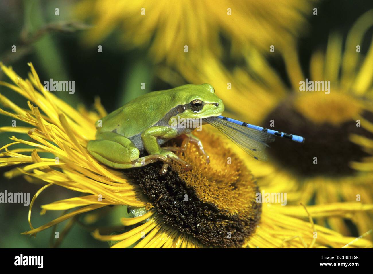 European tree frog - with captured damselfly (Hyla arborea Stock Photo ...