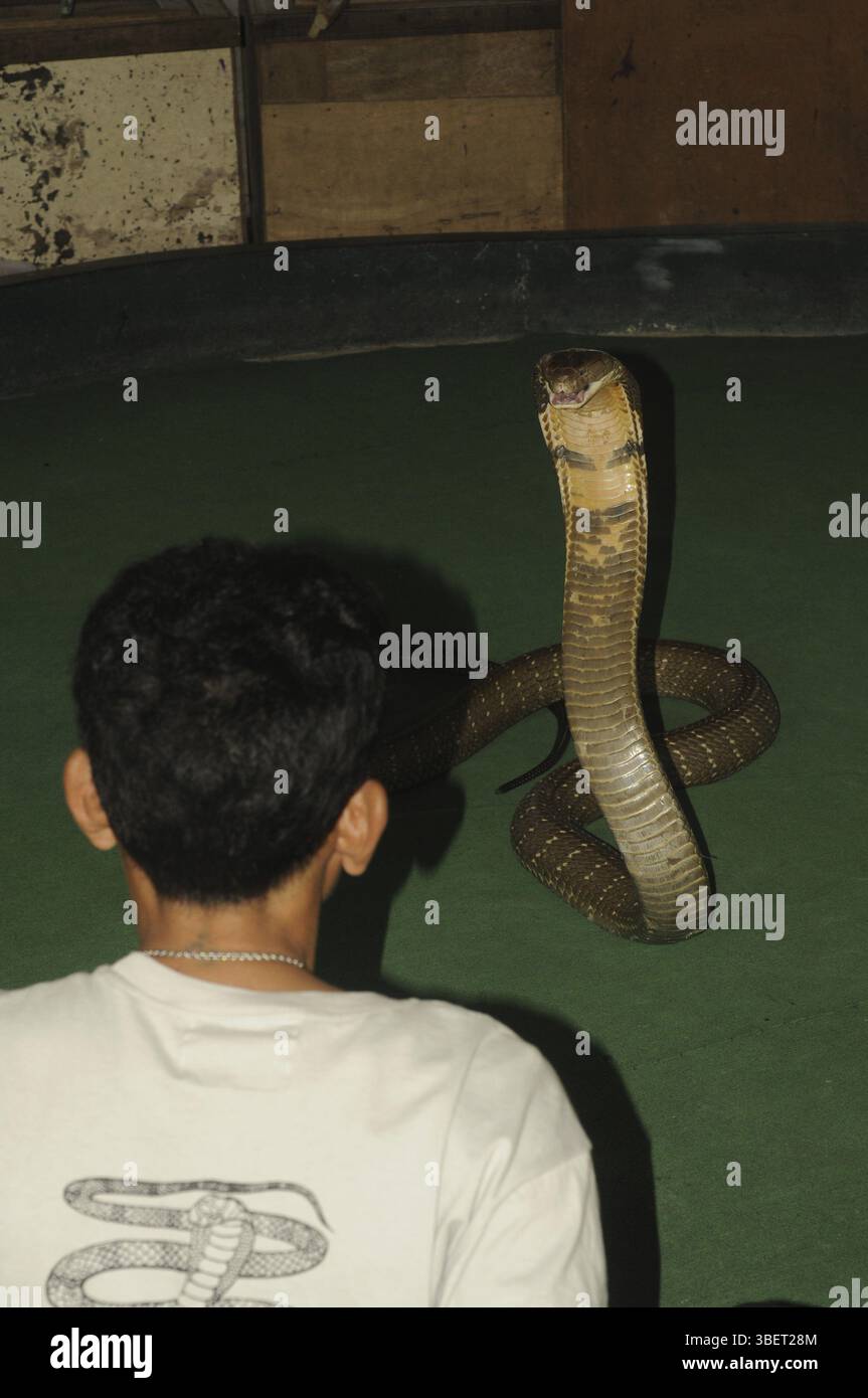 Snake tamer with king cobra (Ophiophagus hannah Stock Photo - Alamy