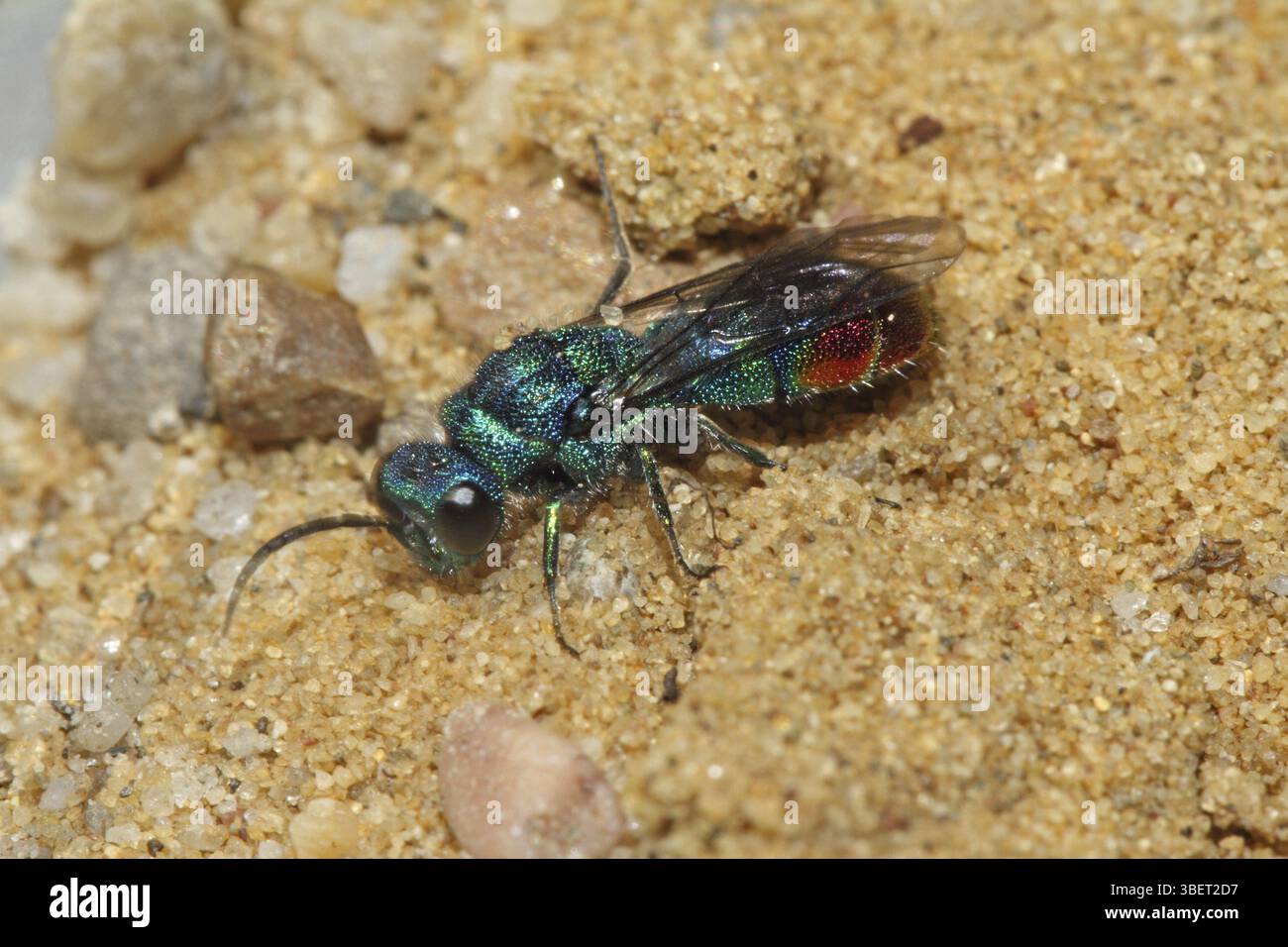 Blue-green gold wasp (Chrysis fulgida Stock Photo - Alamy