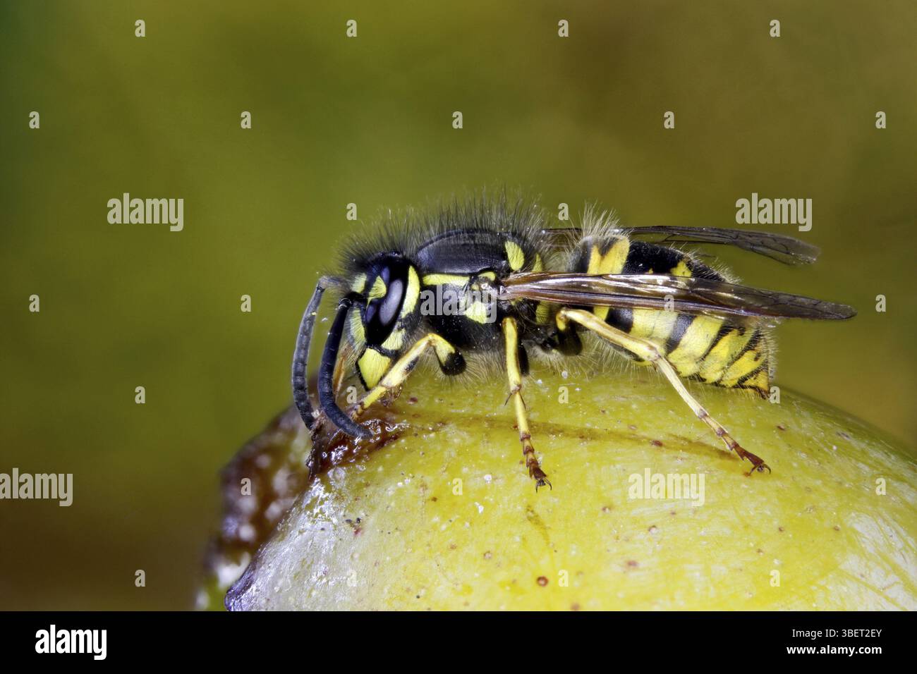 Common wasp on fallen fruit - plums (Vespula vulgaris Stock Photo - Alamy