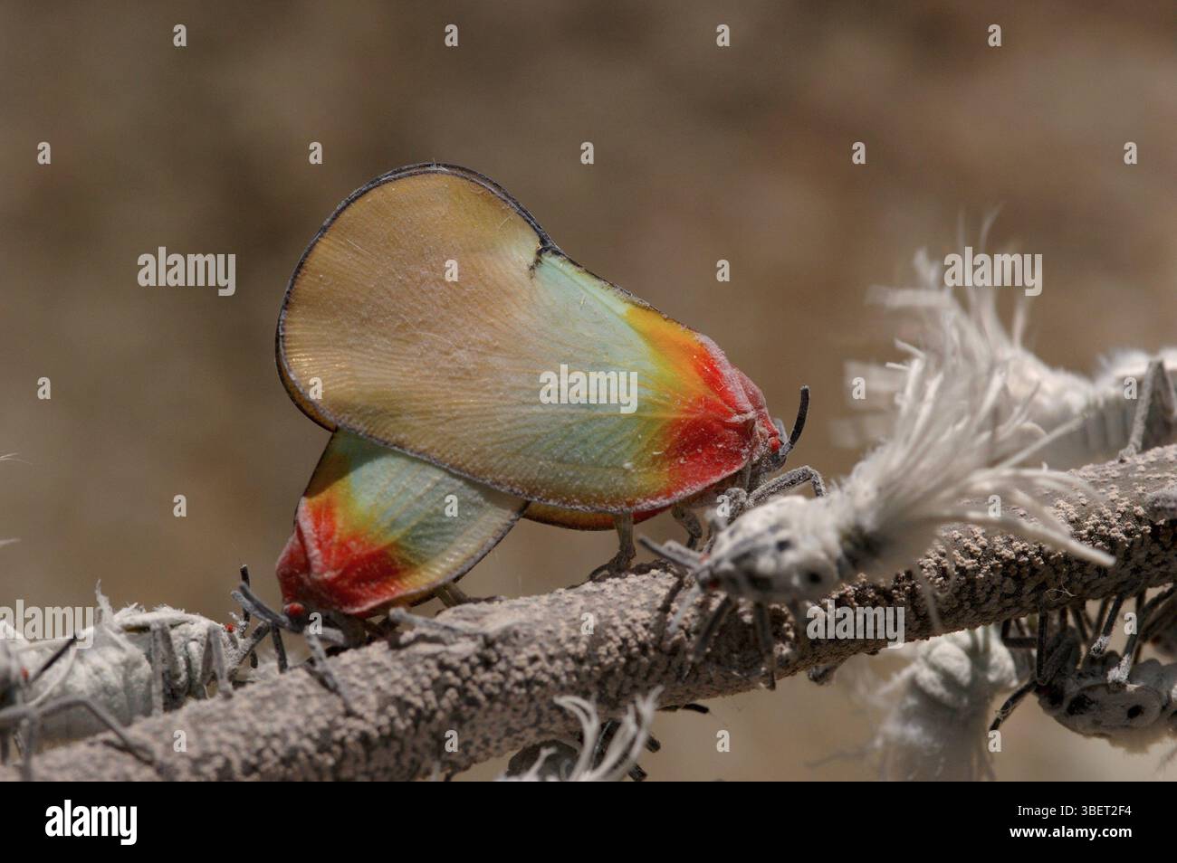 Cicadas auchenorrhyncha homoptera hi-res stock photography and images ...