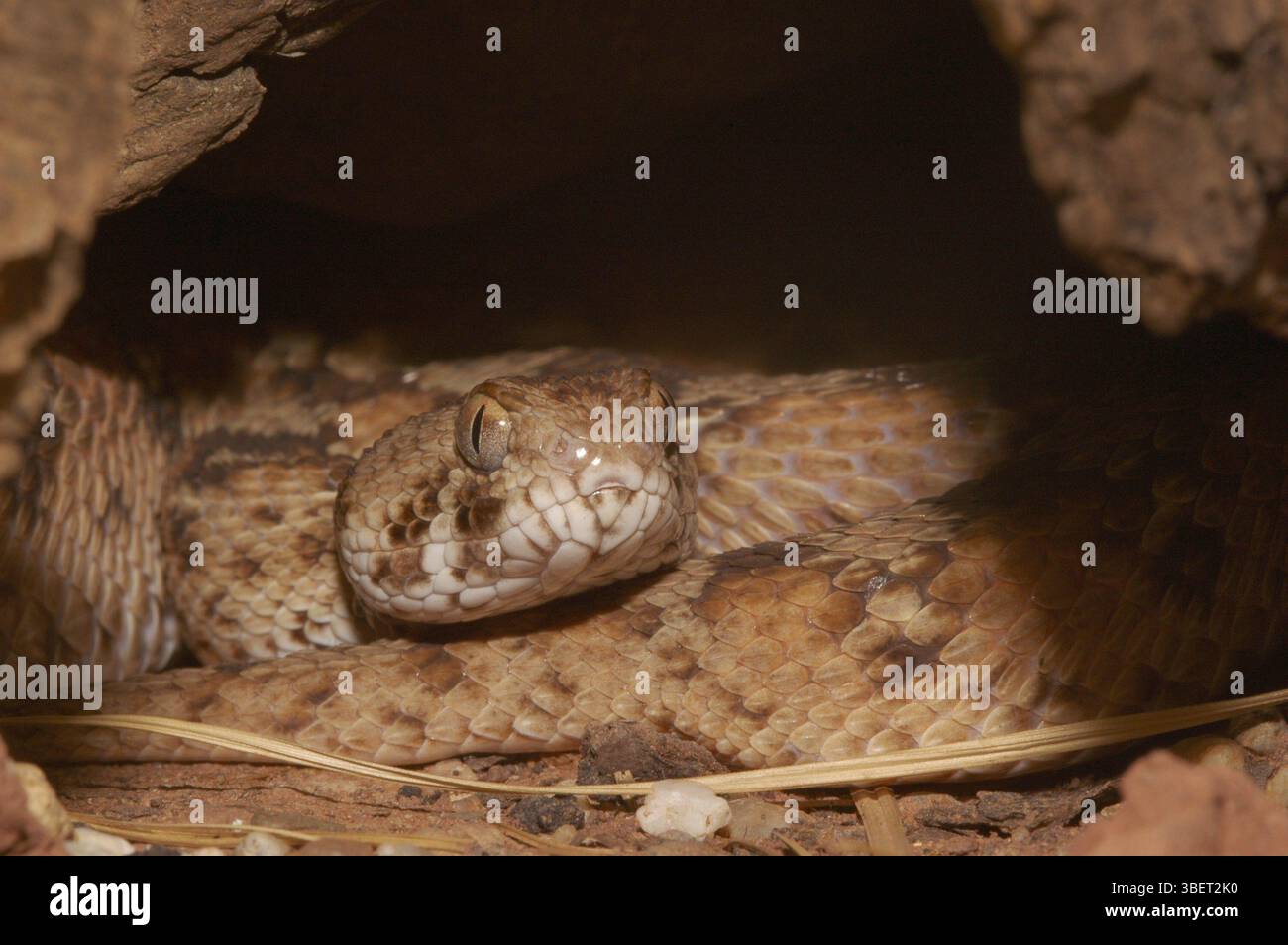 Echis ocellatus hi-res stock photography and images - Alamy