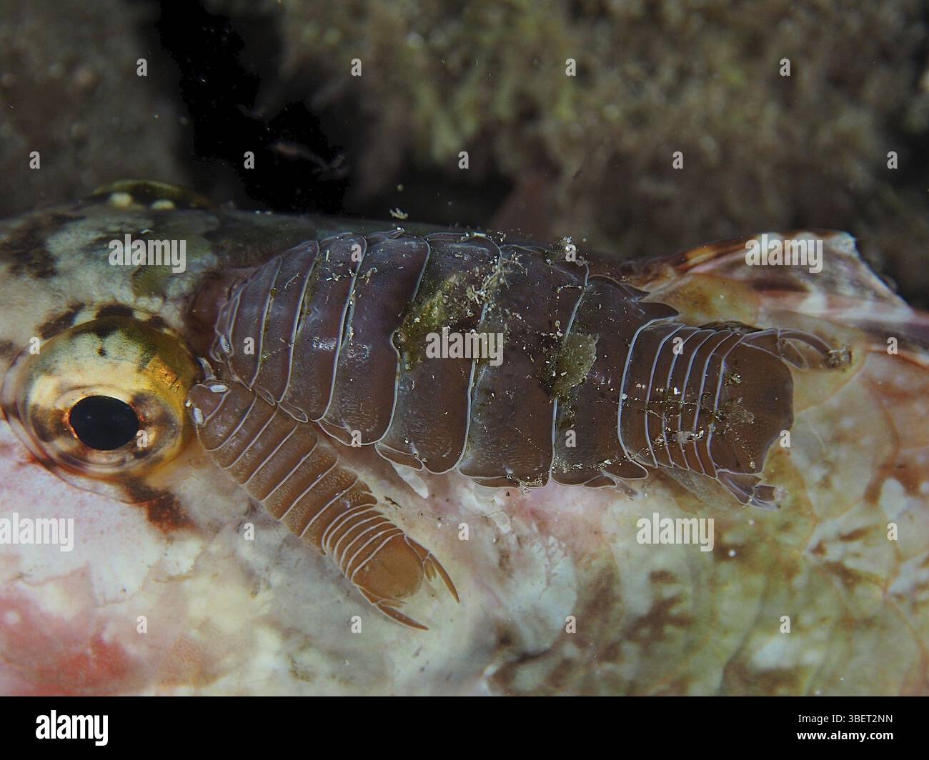 Bass fish parasite hi-res stock photography and images - Alamy