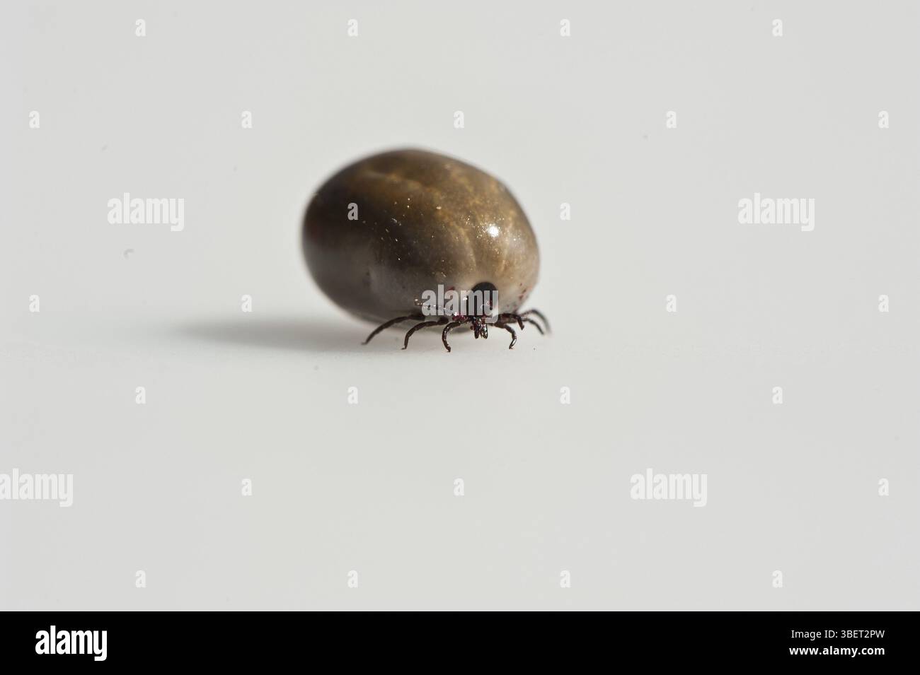 Ixodes ricinus tick mite hi-res stock photography and images - Alamy