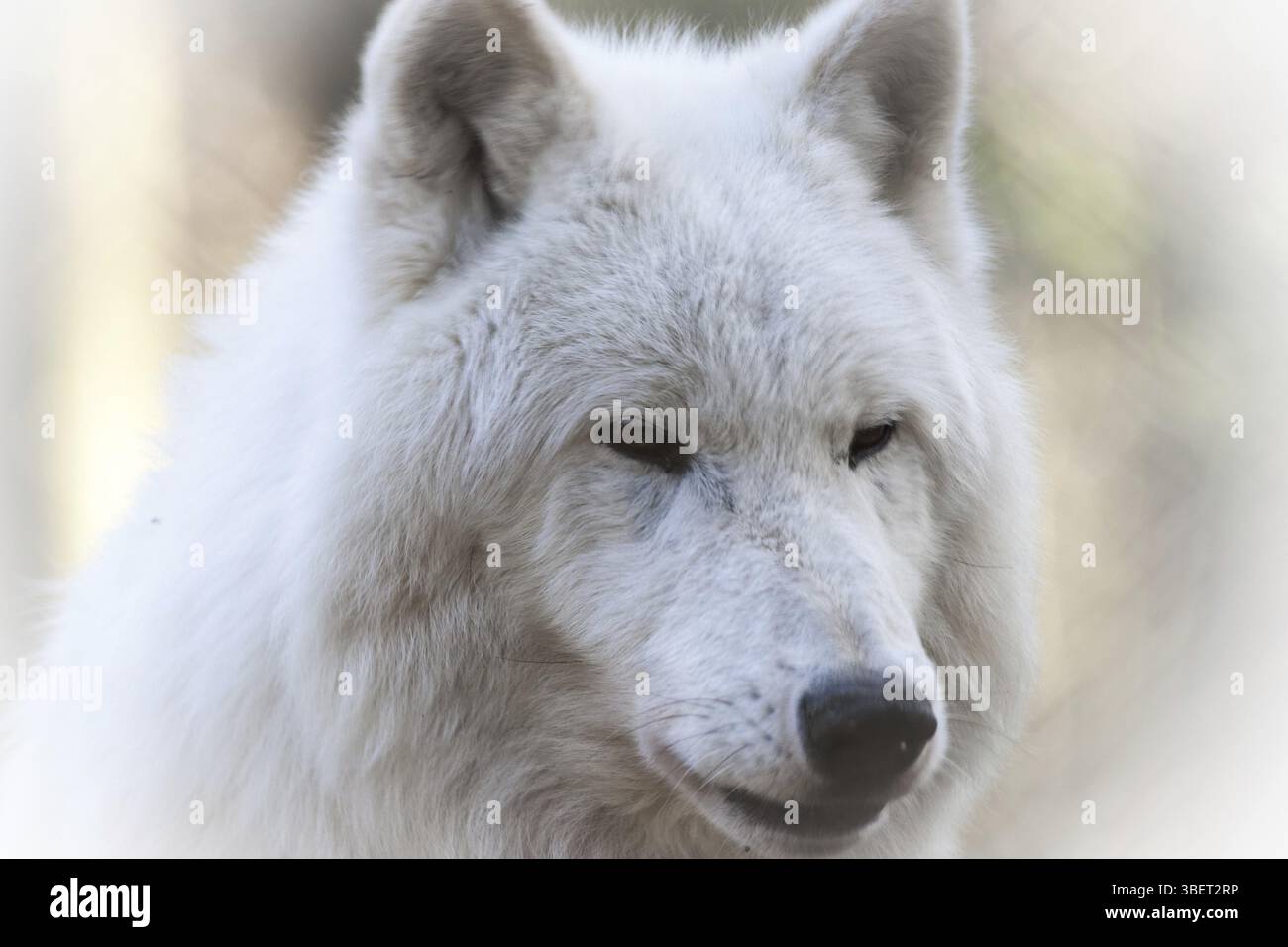 Arctic wolf (Canis lupus arctos Stock Photo - Alamy