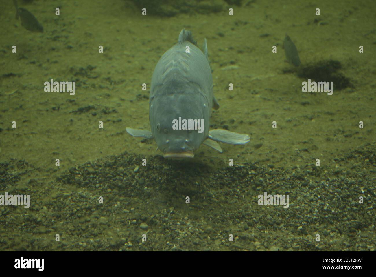 Carp (Cyprinus carpio Stock Photo - Alamy