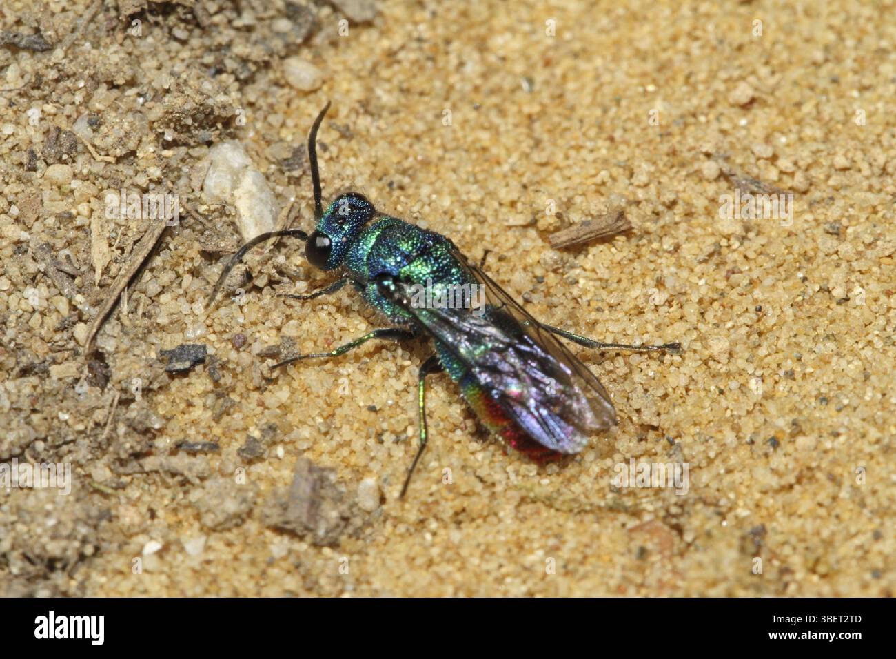 Blue-green gold wasp (Chrysis fulgida Stock Photo - Alamy