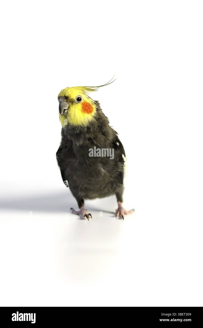 Yellow cockatiel Cut Out Stock Images & Pictures - Alamy