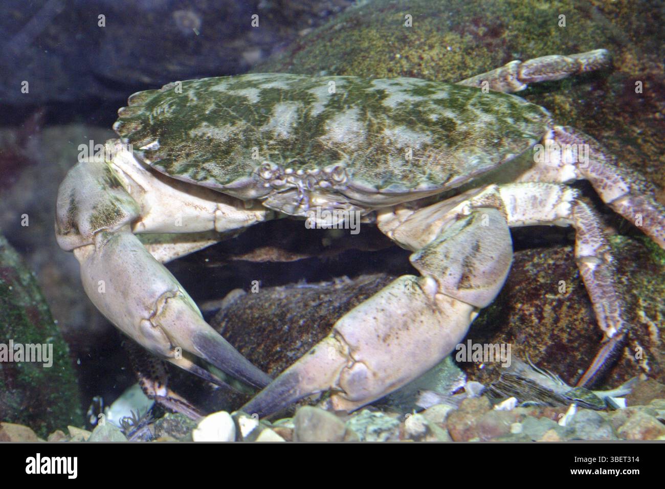 Pouch crab (Cancer pagurus Stock Photo - Alamy