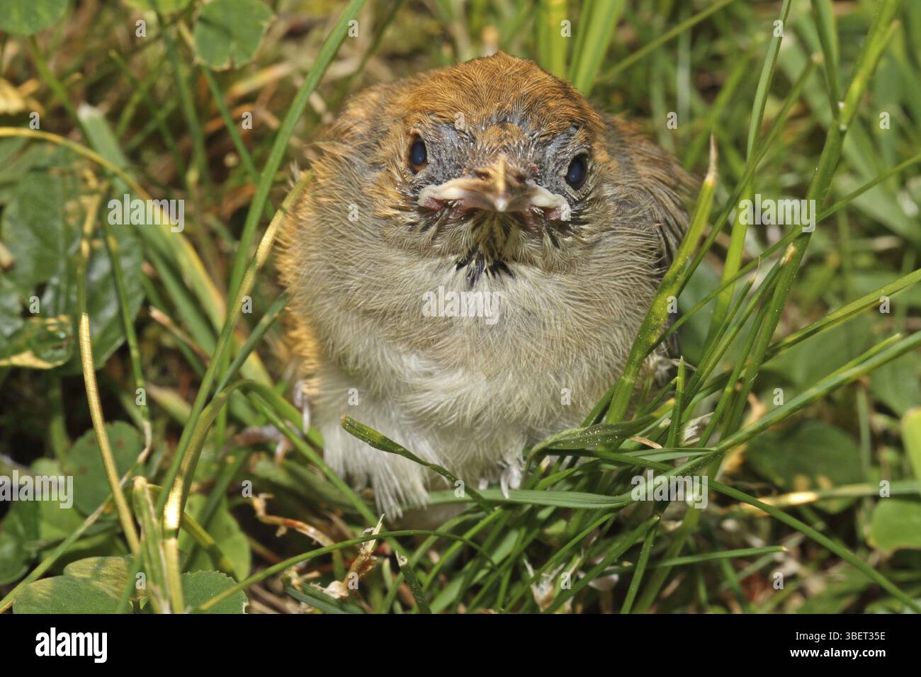 Garden warbler (Sylvia borin Stock Photo - Alamy