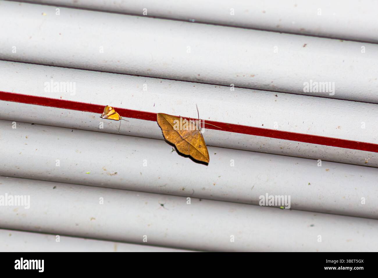 An insect that mimics the shape and color of a leaf to protect itself ...