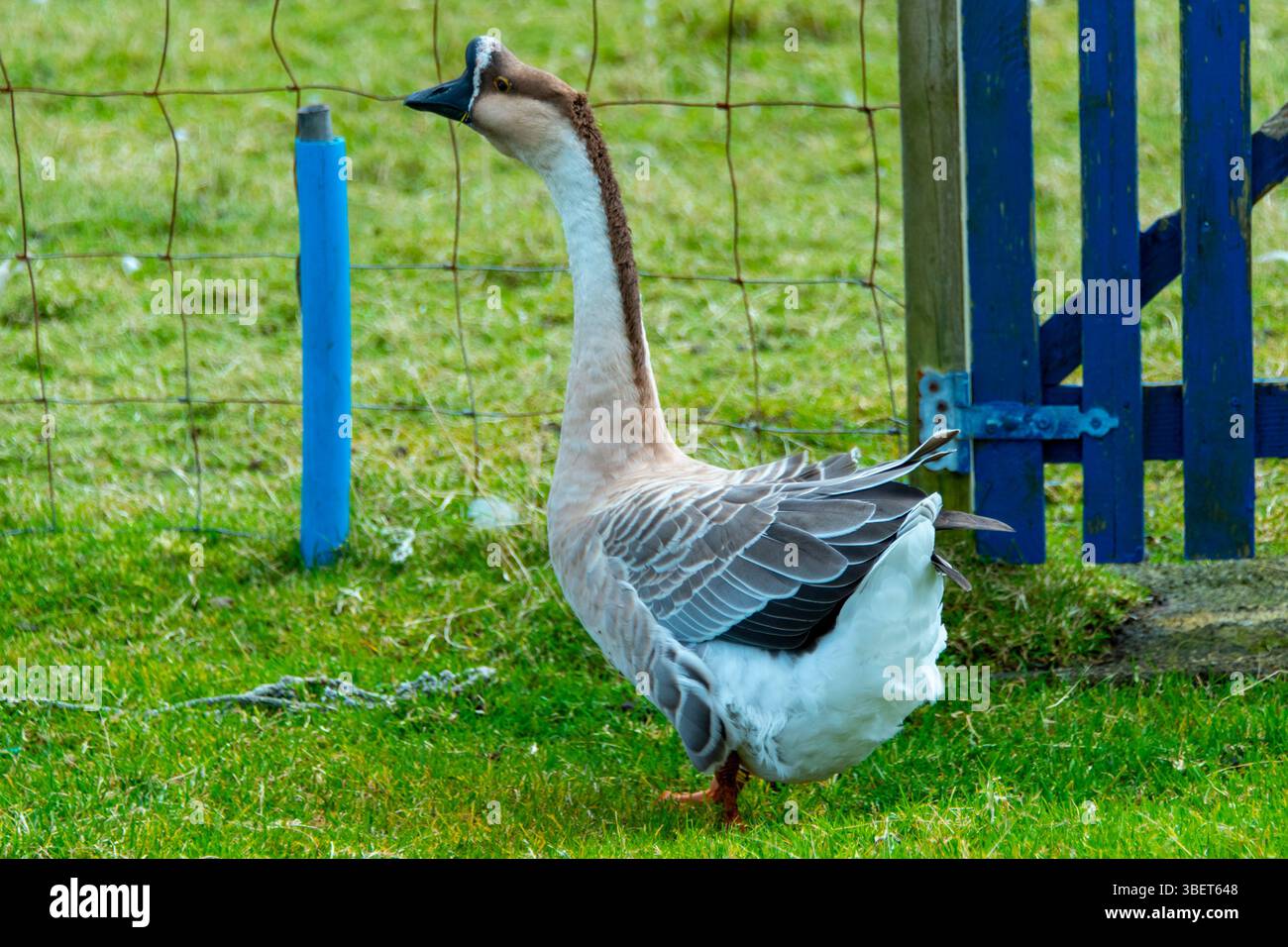 Goose islands hi-res stock photography and images - Alamy