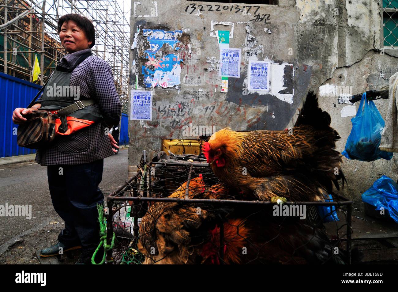 A woman selling live chickens from her bicycle in an old neighborhood ...