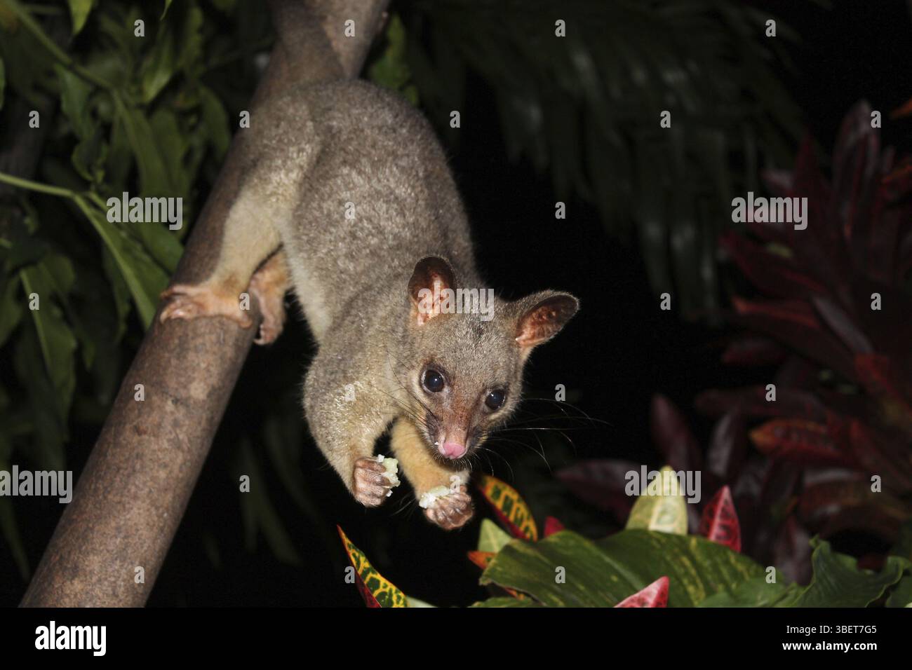 Vulpecula and the fox hi-res stock photography and images - Alamy