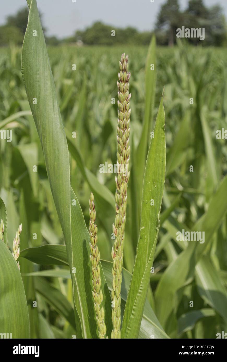 Corn ears (Zea mays Stock Photo - Alamy