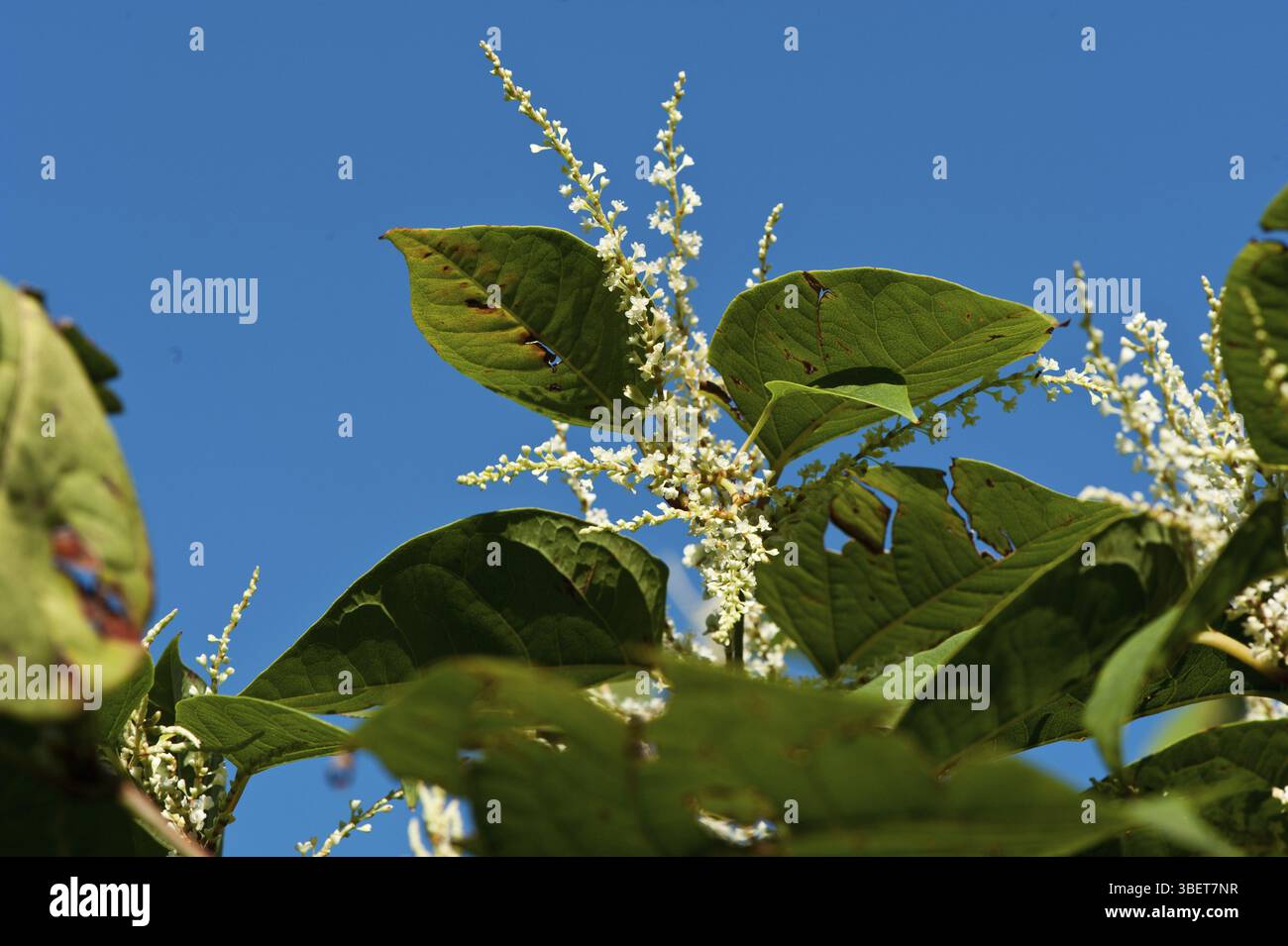 Perennial knotweed (Fallopia japonica Stock Photo - Alamy