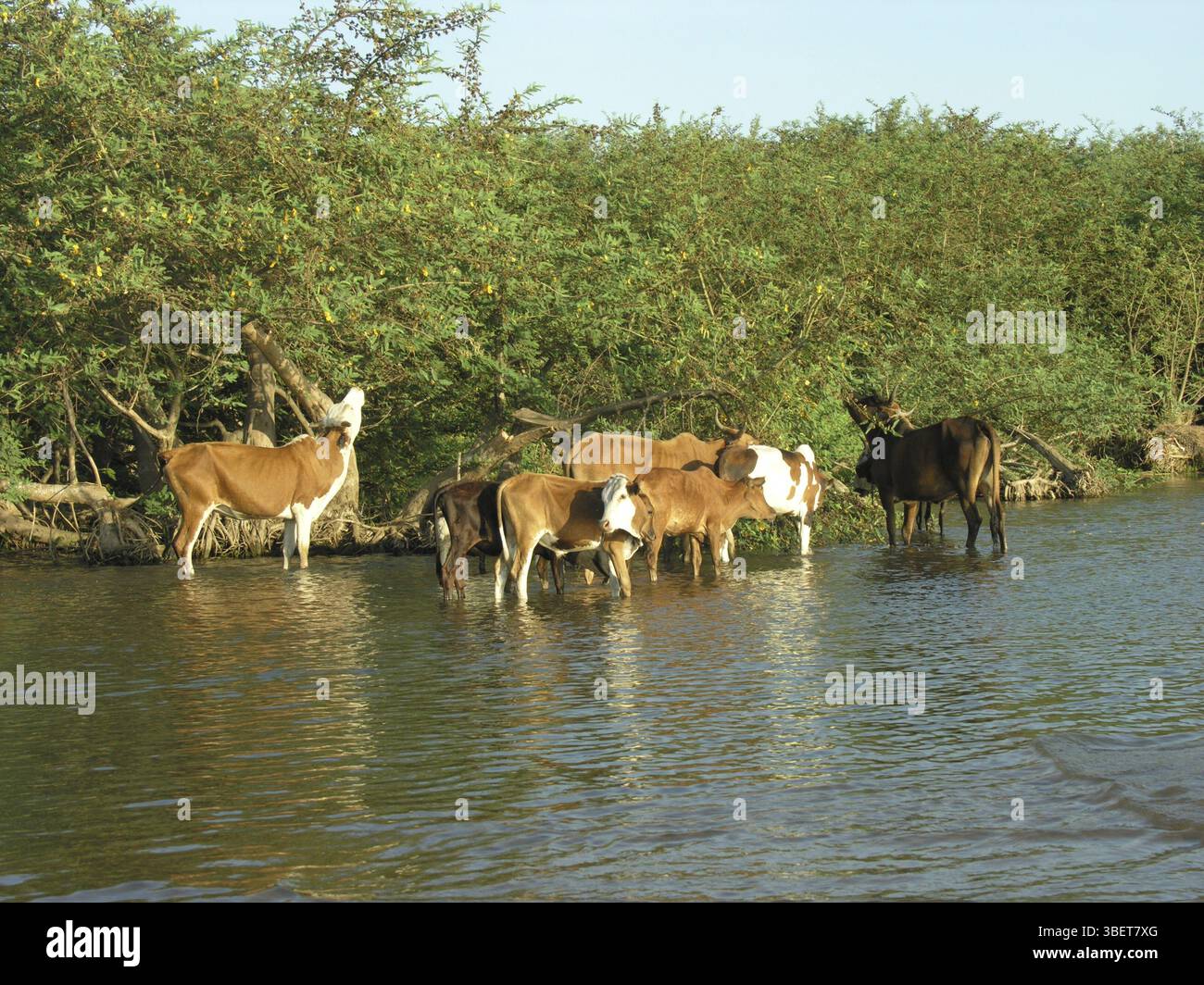 Cows grazing in Lake Malawi Stock Photo - Alamy