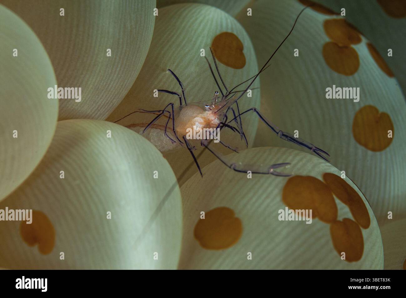 Bubble coral shrimp (Vir philippinensis Stock Photo - Alamy