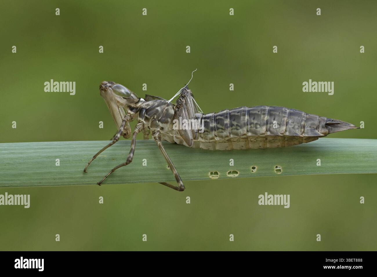 Mosaic eel, exuvia, capture mask (Aeshna sp Stock Photo - Alamy