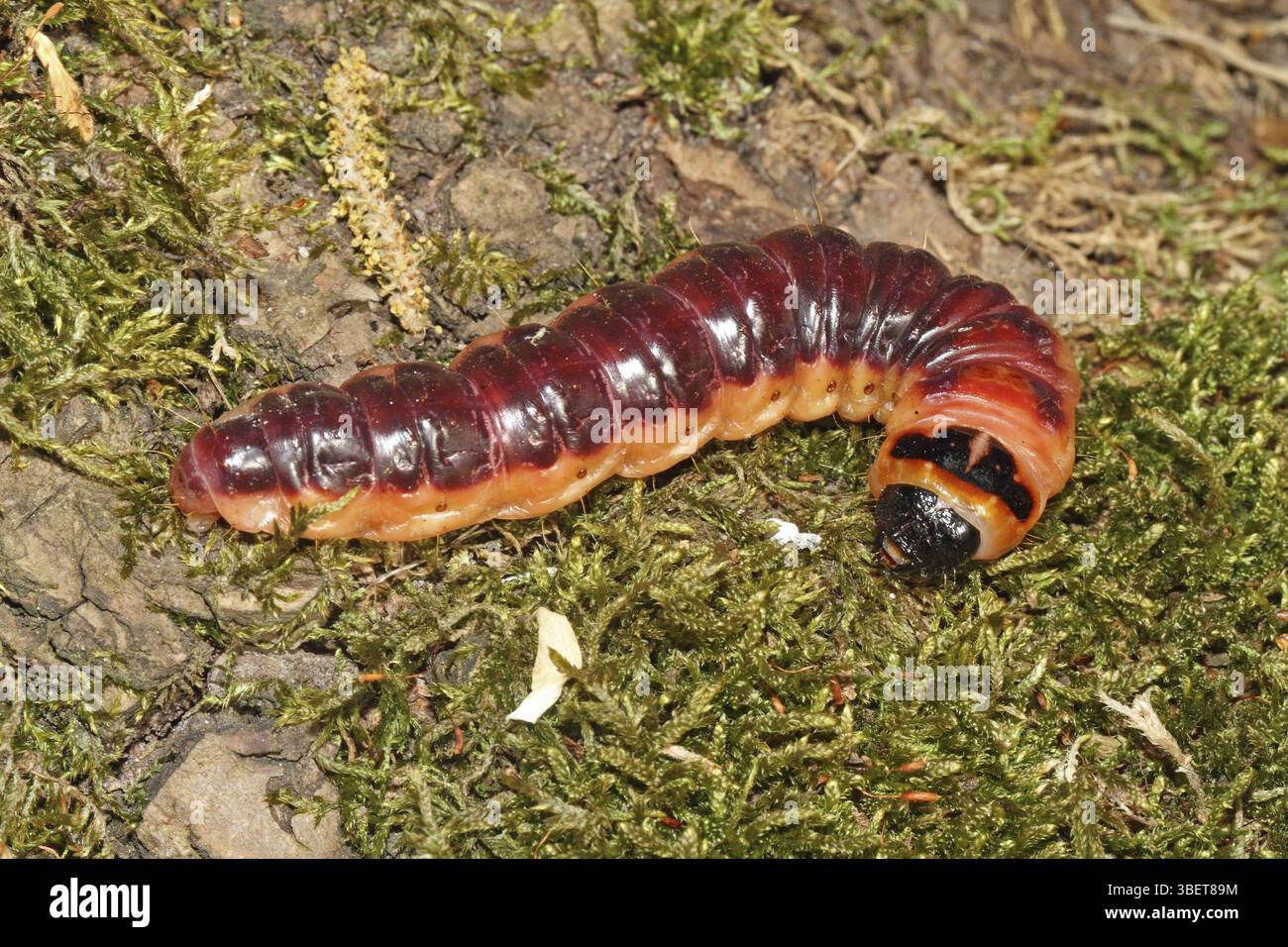 Willow borer (Cossus cossus Stock Photo - Alamy