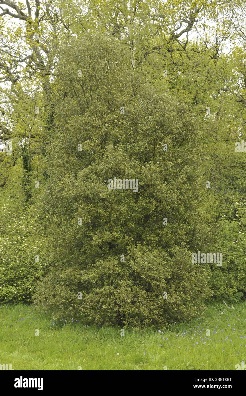 Holm oak (Quercus ilex Stock Photo - Alamy
