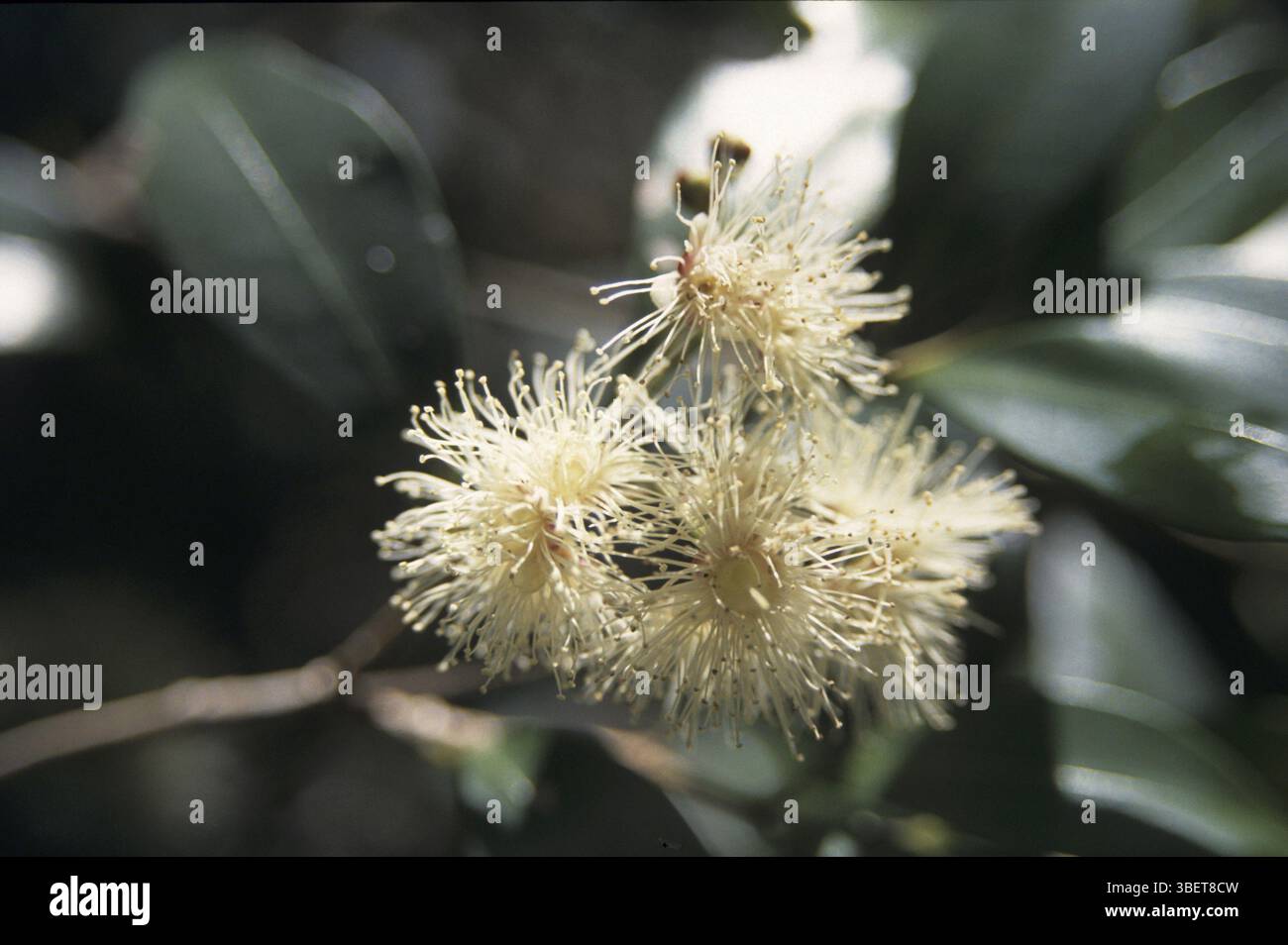 Australia, Hats Head, Eucalyptus (Eucalyptus sp.), Oceania Stock Photo ...