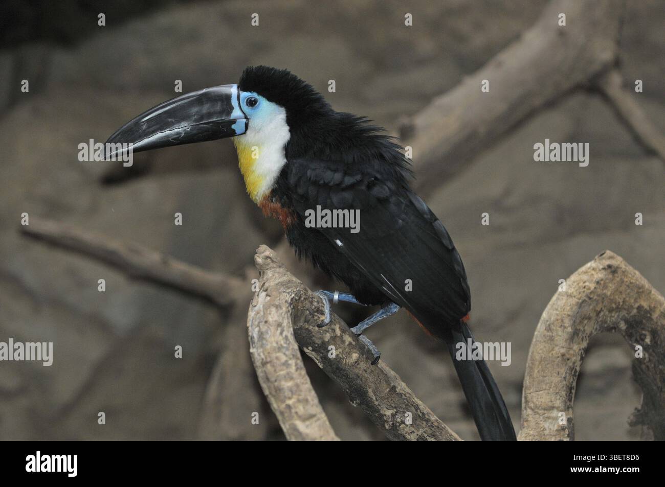 Wild toucan bird animal hi-res stock photography and images - Alamy