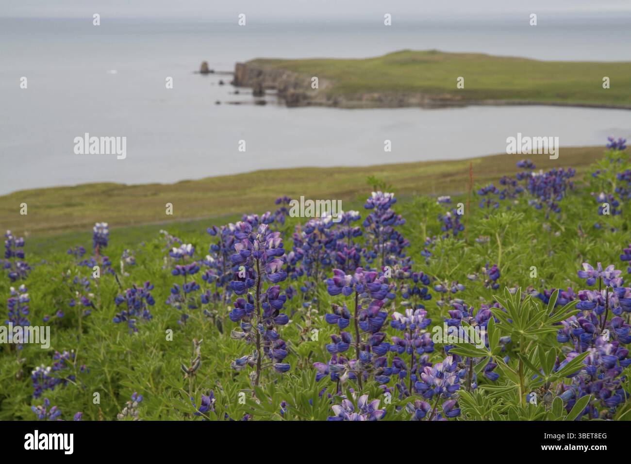 Alaska lupin lupinus nootkatensis hi-res stock photography and images ...