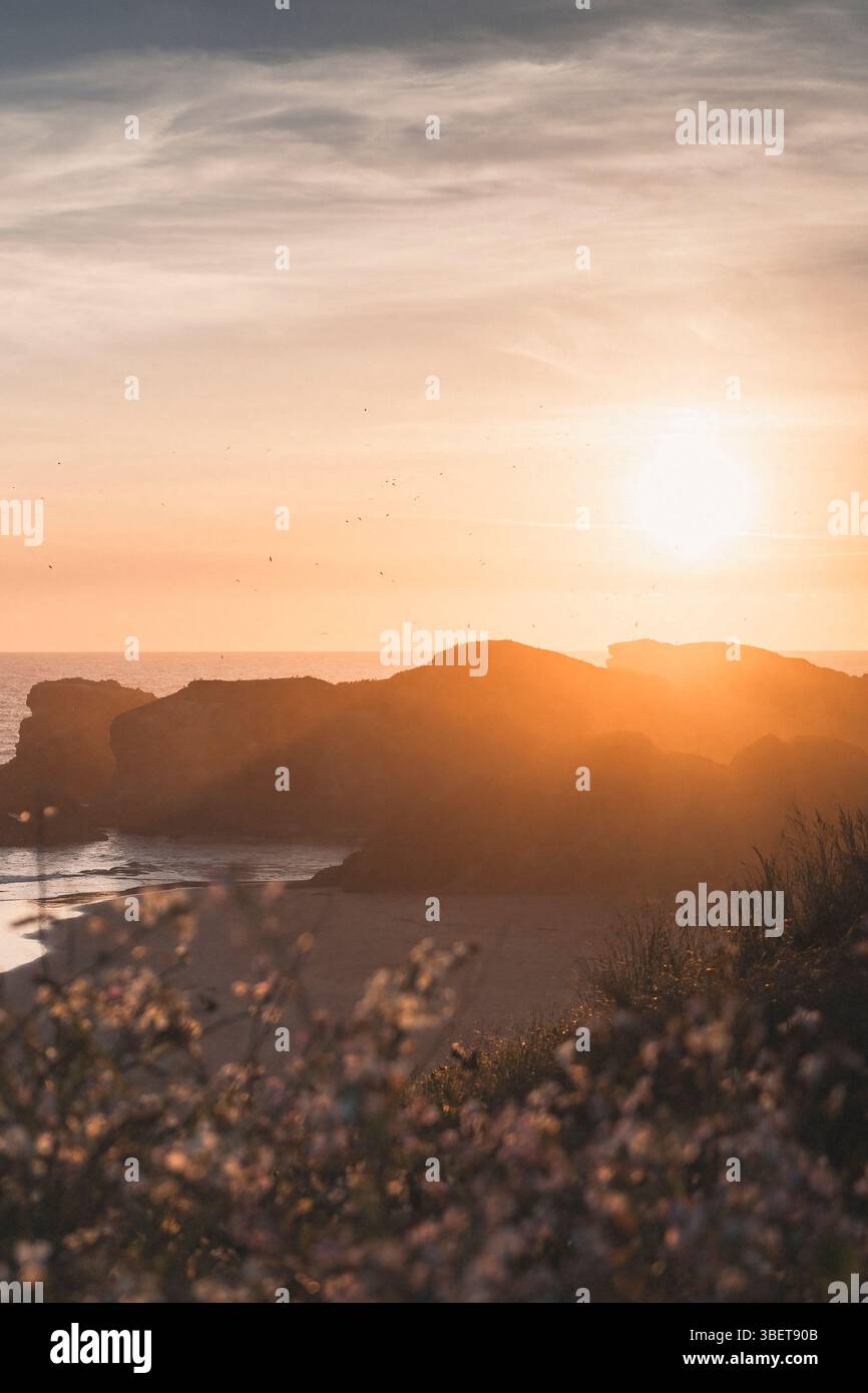Colorful Wildflowers at the Oregon Coast in spring time Stock Photo - Alamy