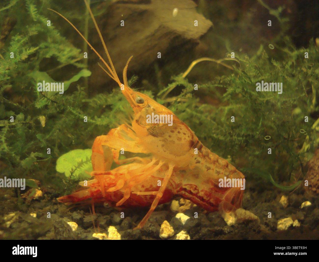 Orange dwarf crayfish (Cambarellus patzcuarensis ", orange" Stock Photo ...