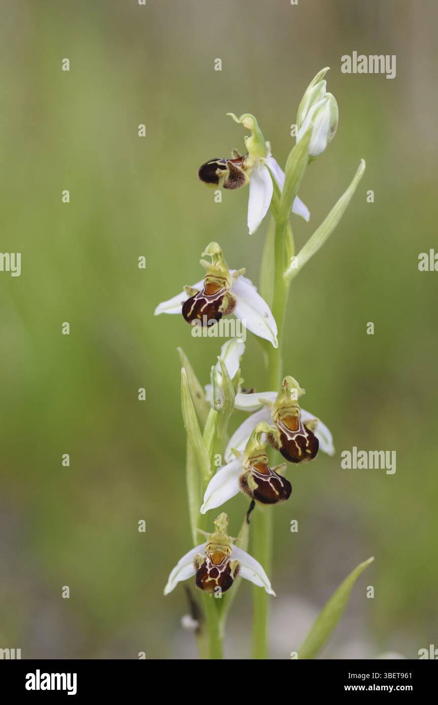 Bee orchid (Ophrys apifera Stock Photo - Alamy