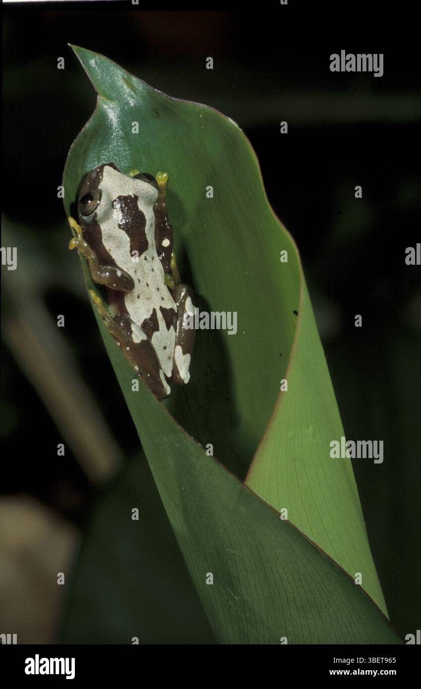 Frog in a leaf tube (Afrixalus congicus nigeriensis Stock Photo - Alamy