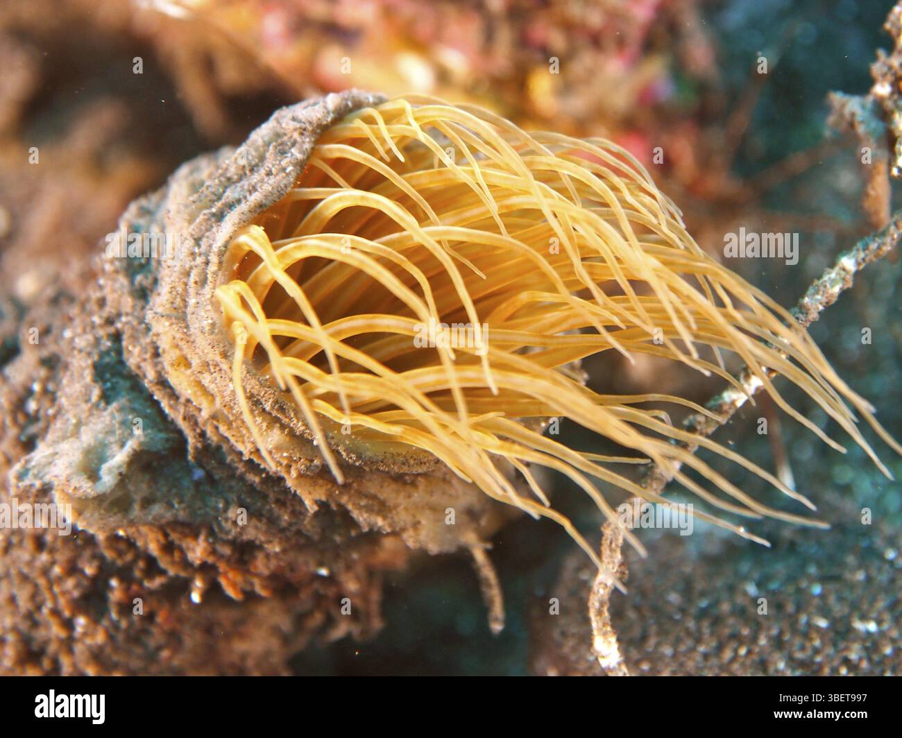 Burrowing sea anemone (Ceriantheopsis austroafricanus Stock Photo - Alamy
