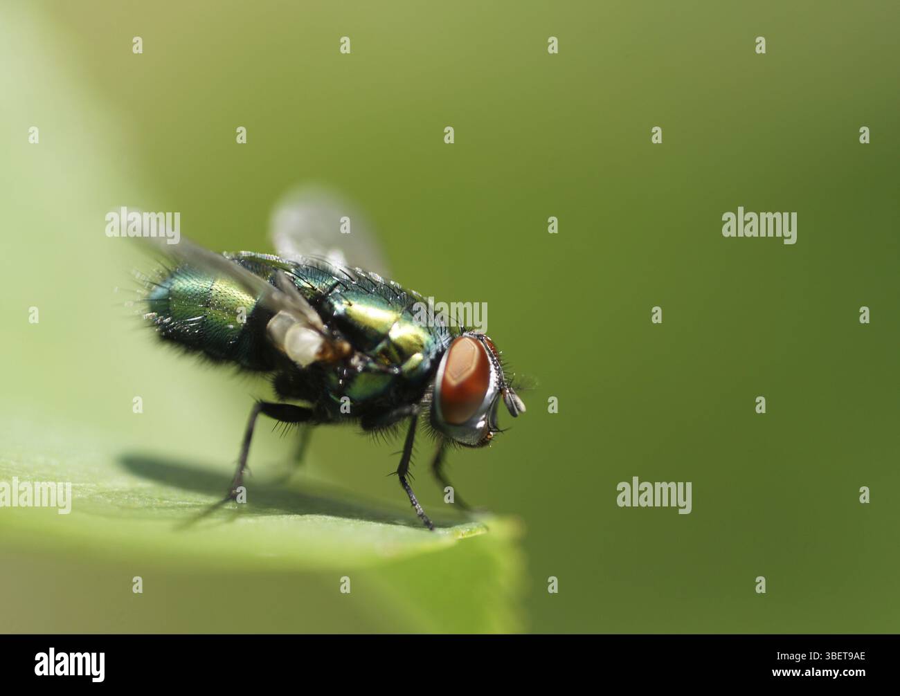Bottle Fly, Fly, Diptera, Blowfly, (Lucilia sericata, Diptera ...