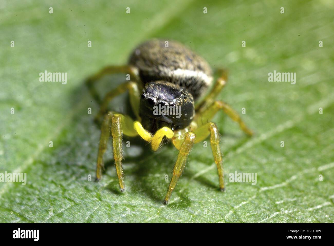 Yellow-legged sun jumping spider (Heliophanus flavipes Stock Photo - Alamy