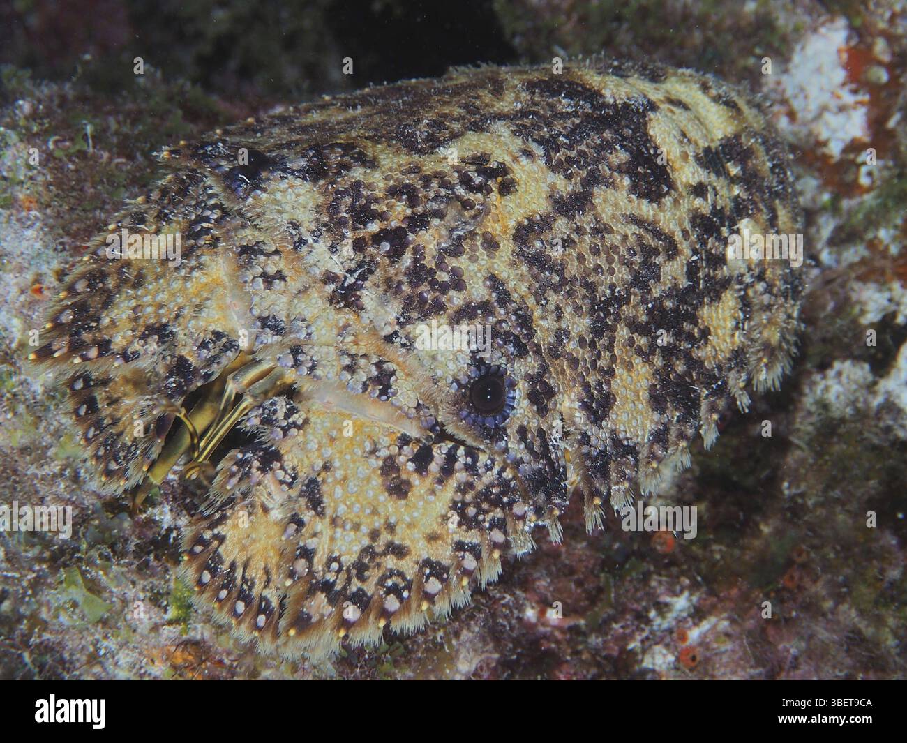 American bear crab (Scyllarus americanus Stock Photo - Alamy