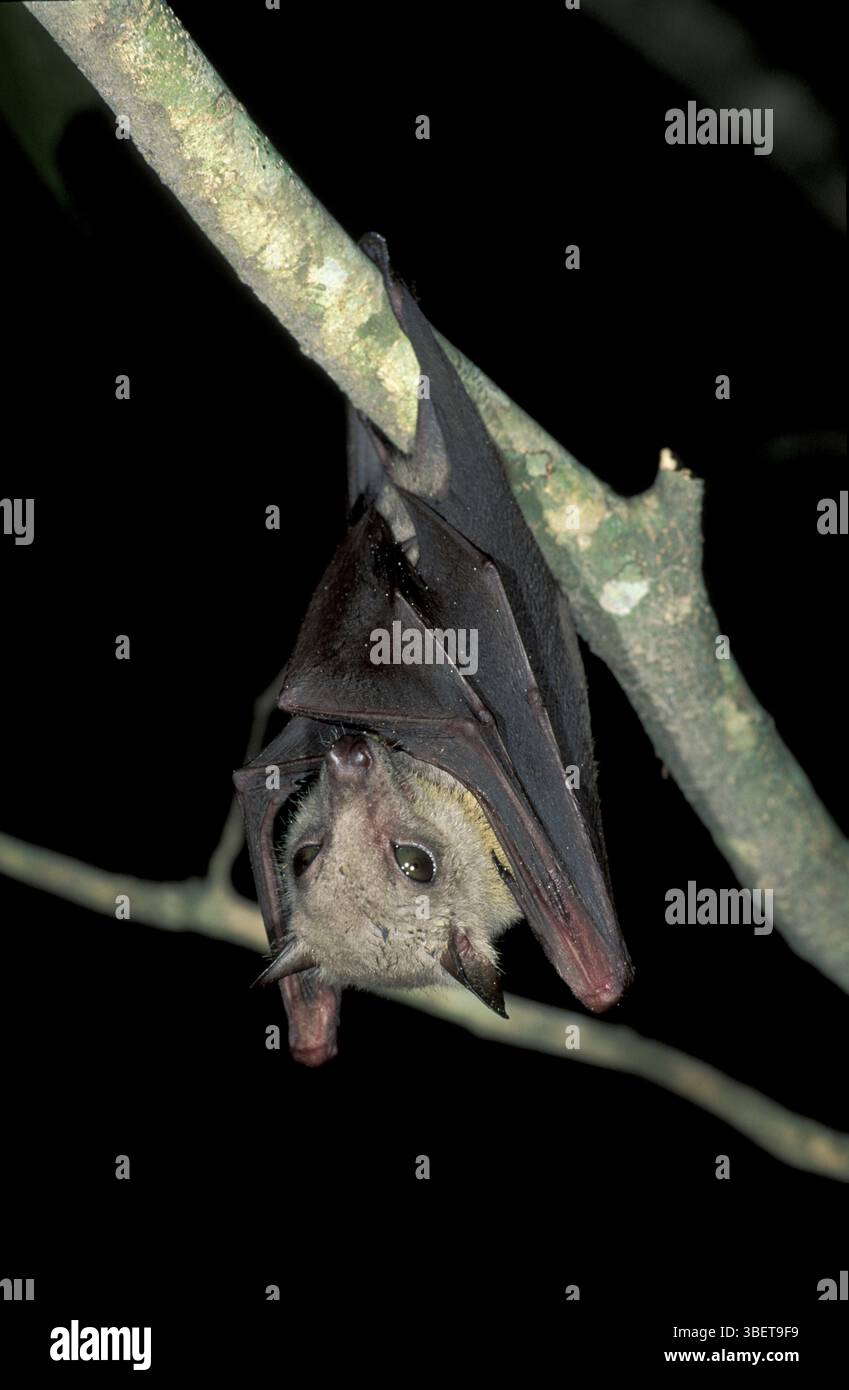 Megabat (Myonycleris torquata Stock Photo - Alamy