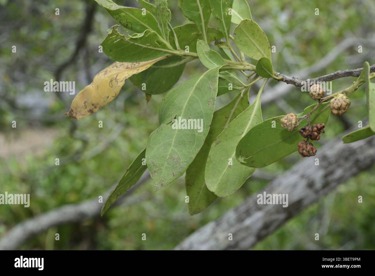 Button mangrove (Conocarpus erectus Stock Photo - Alamy