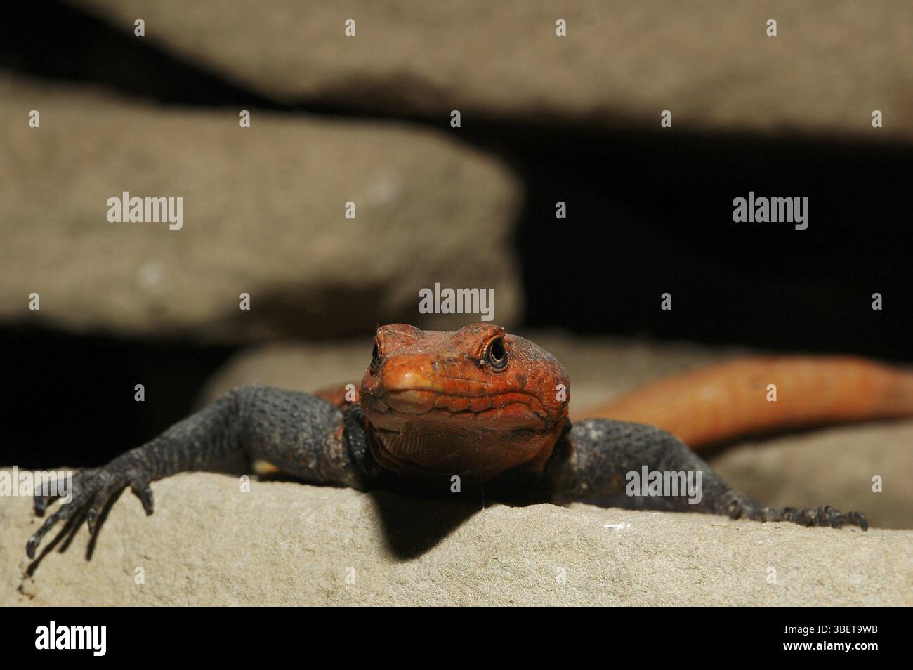 Emperor flat-belted lizard (Platysaurus imperator Stock Photo - Alamy