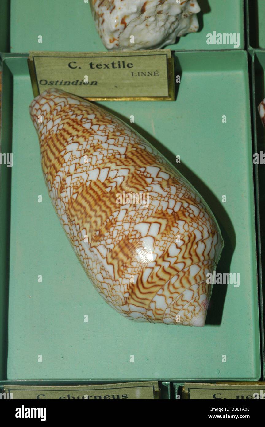 Conidae hi-res stock photography and images - Alamy