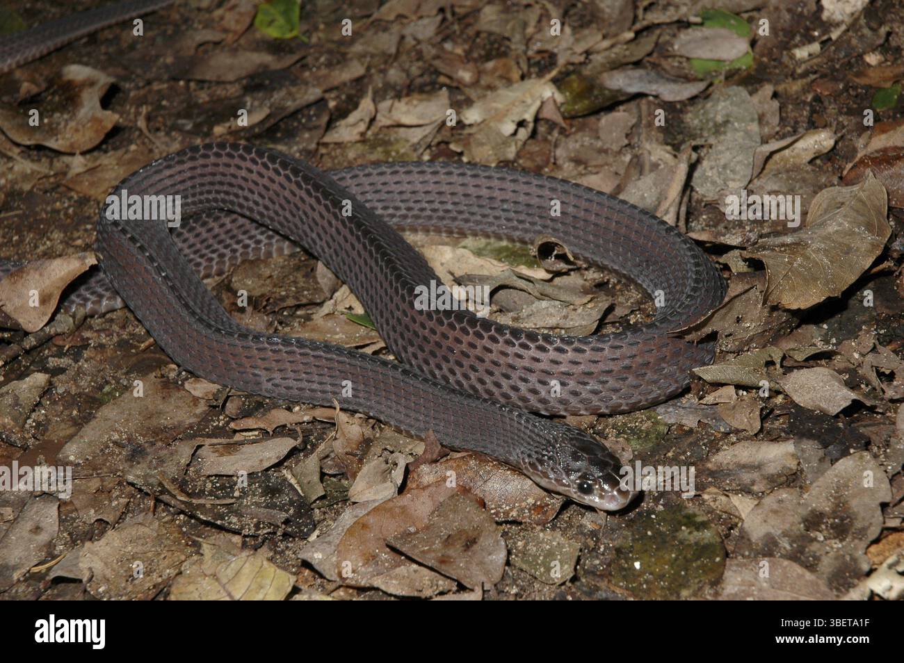 File snake hi-res stock photography and images - Alamy