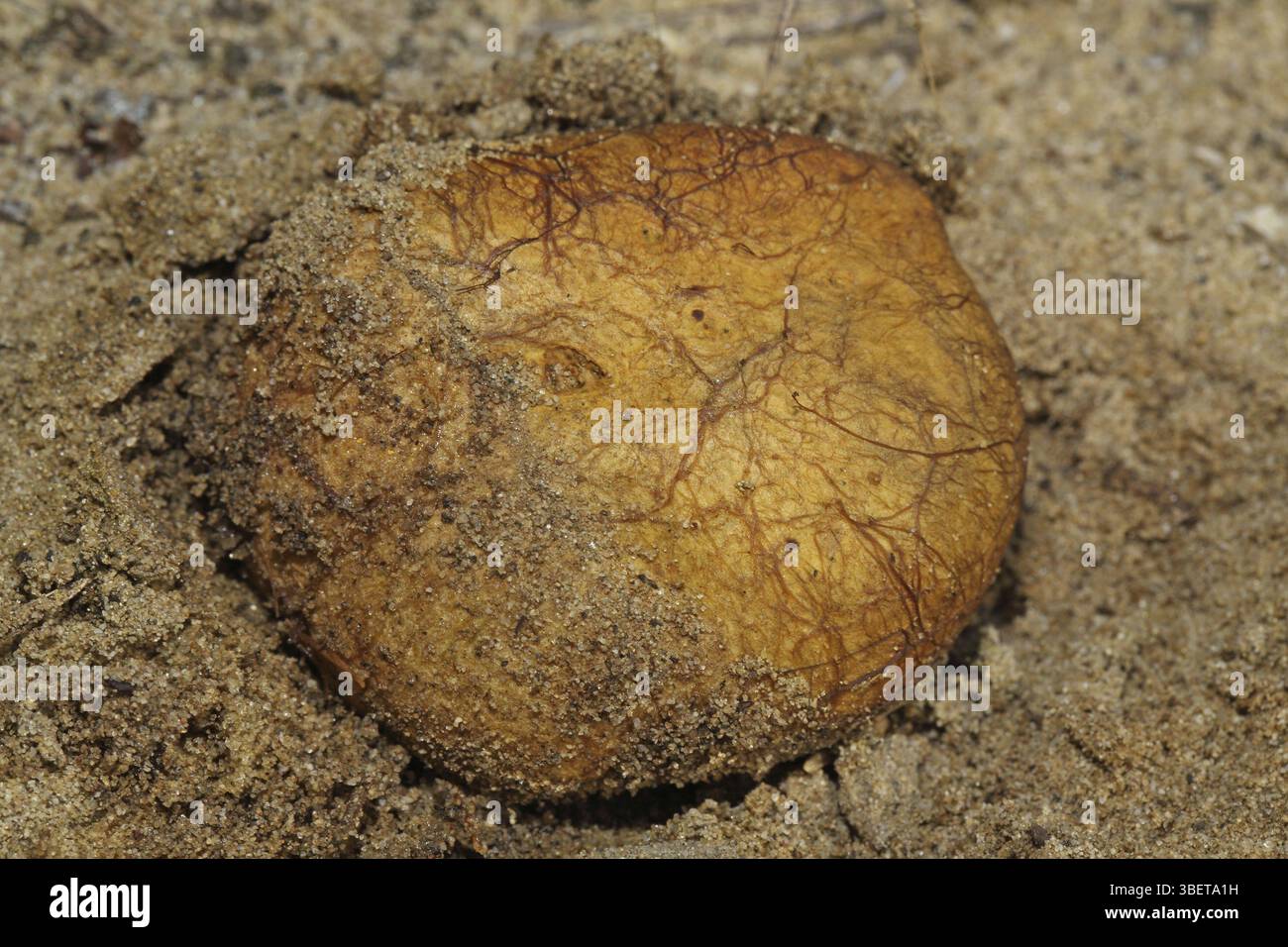 Yellowish bearded truffle (rhizopogon-luteolus Stock Photo - Alamy